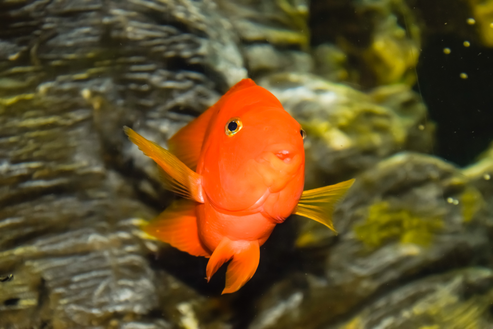 What can fish eat as treats?