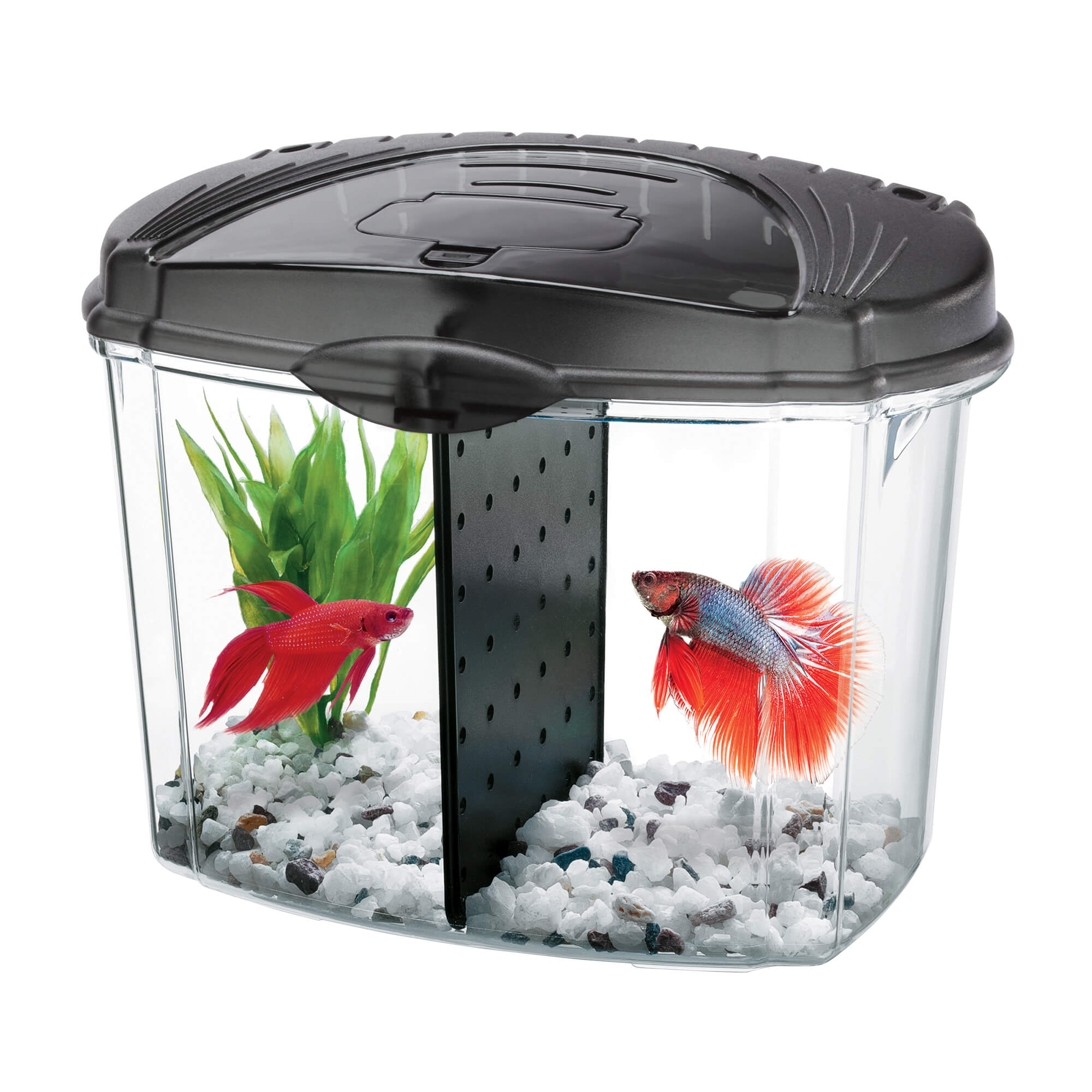The Ultimate Guide to Betta Fish